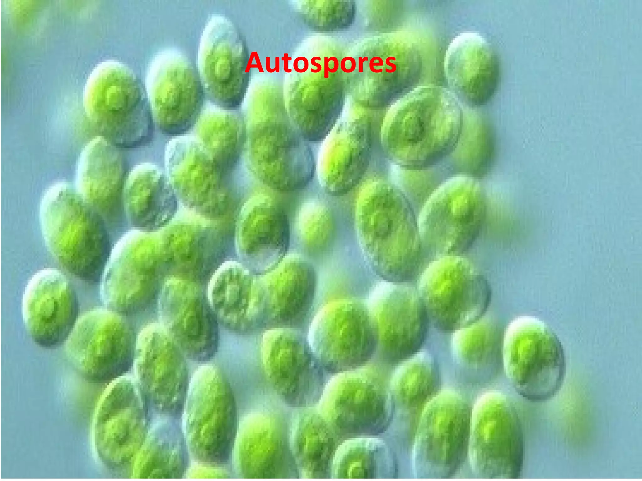Reproduction in algae........ | PPT