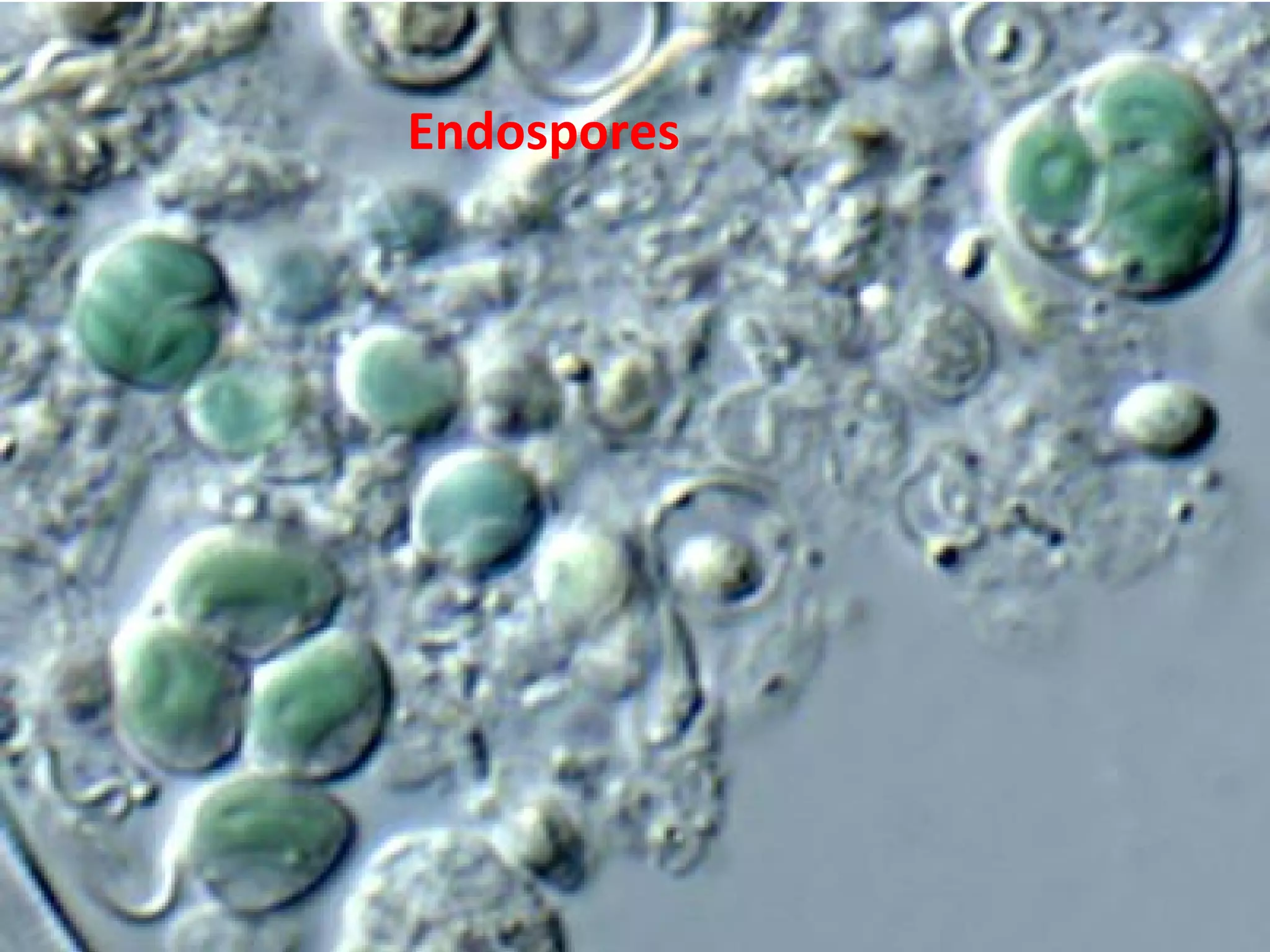 Reproduction in algae........ | PPT