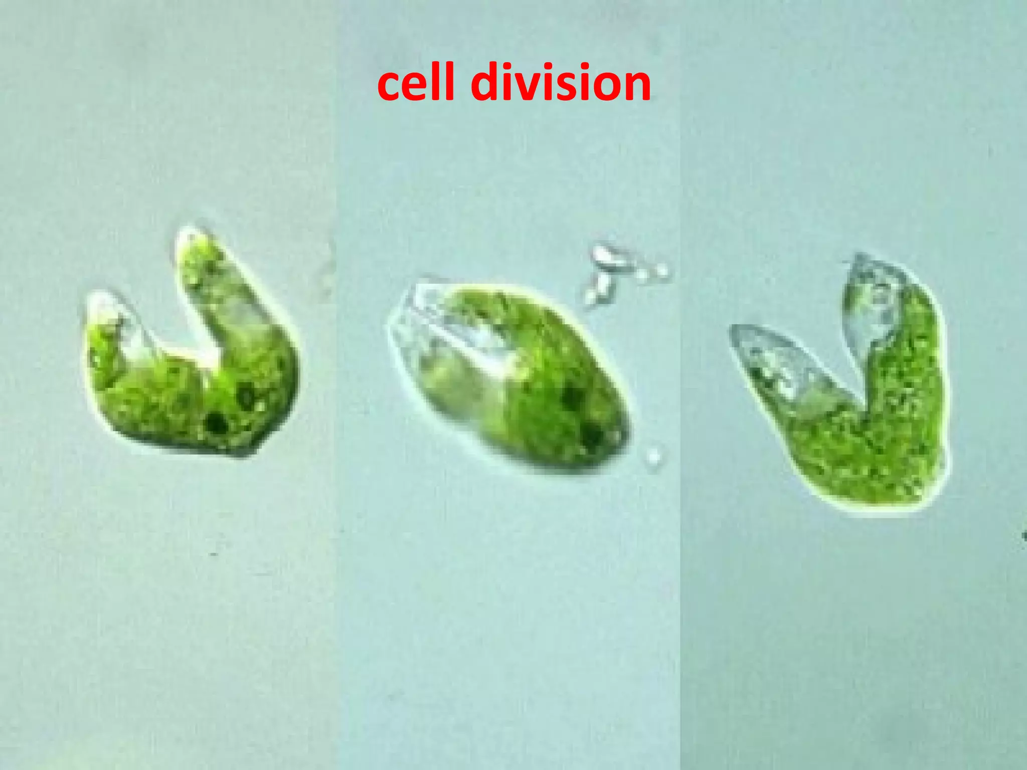 Reproduction in algae........ | PPT