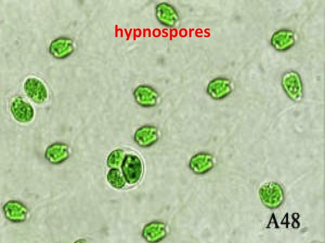 Reproduction in algae........ | PPT | Infertility | Reproductive Health