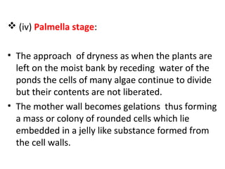 Reproduction in algae........ | PPT