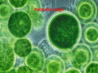 Reproduction in algae........ | PPT