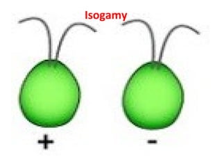 Reproduction in algae........ | PPT