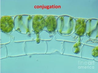 Reproductive Structure Of Oedogonium With Diagram Algae