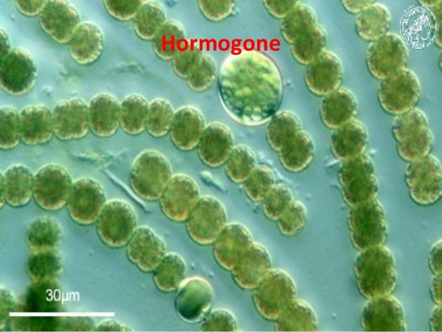 Reproduction in algae........