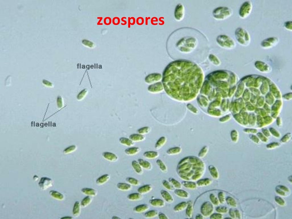 Reproduction In Algae
