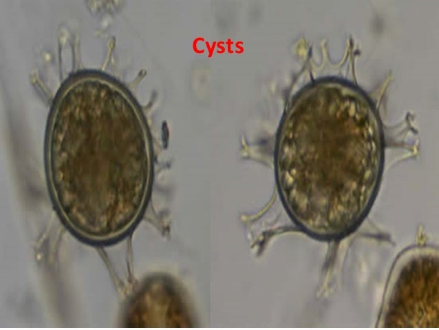 Reproduction in algae........