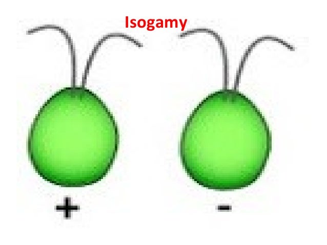 Reproduction in algae........