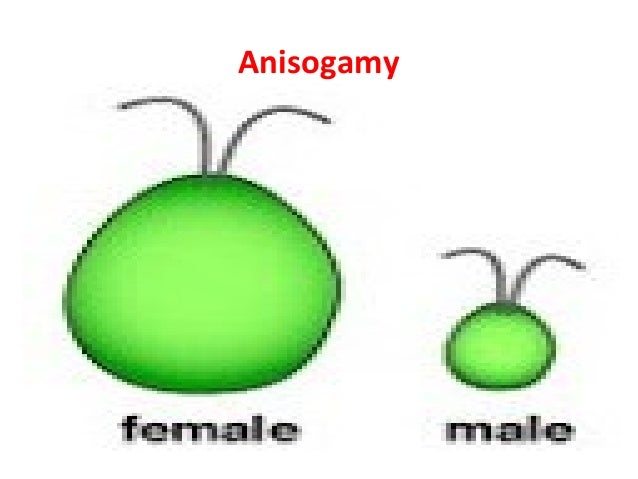 Reproduction in algae........