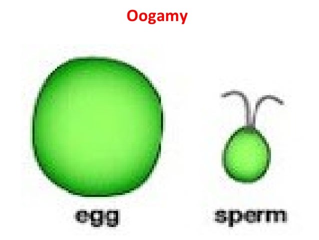 Reproduction In Algae