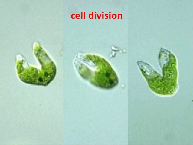 Reproduction in algae........