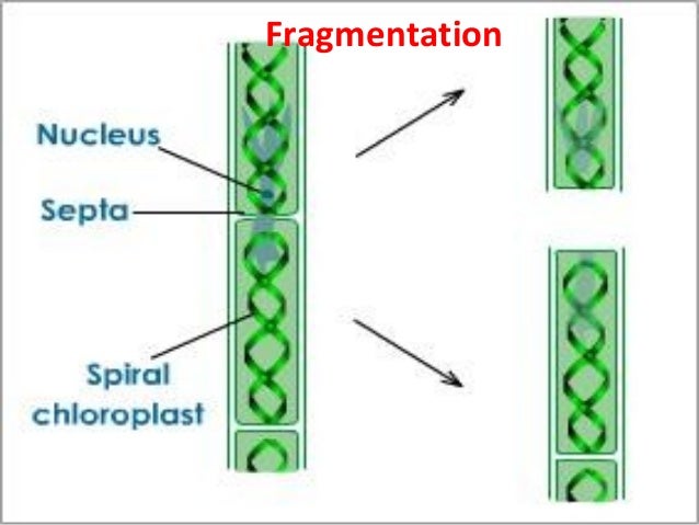 Reproduction in algae........