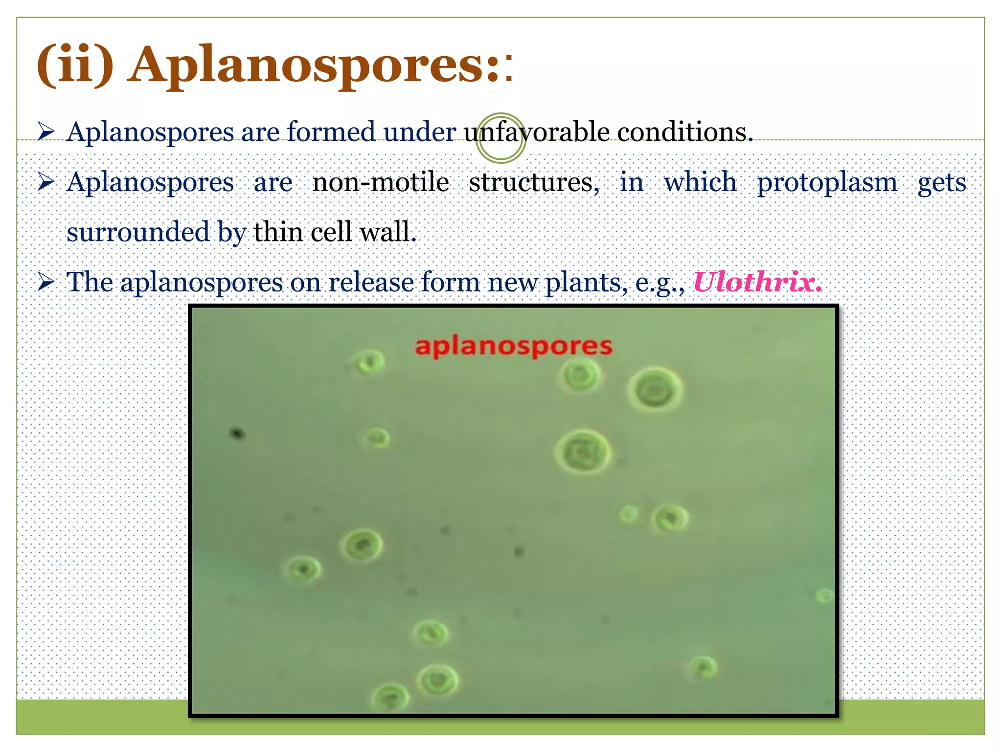 Reproduction in algae | PPTX