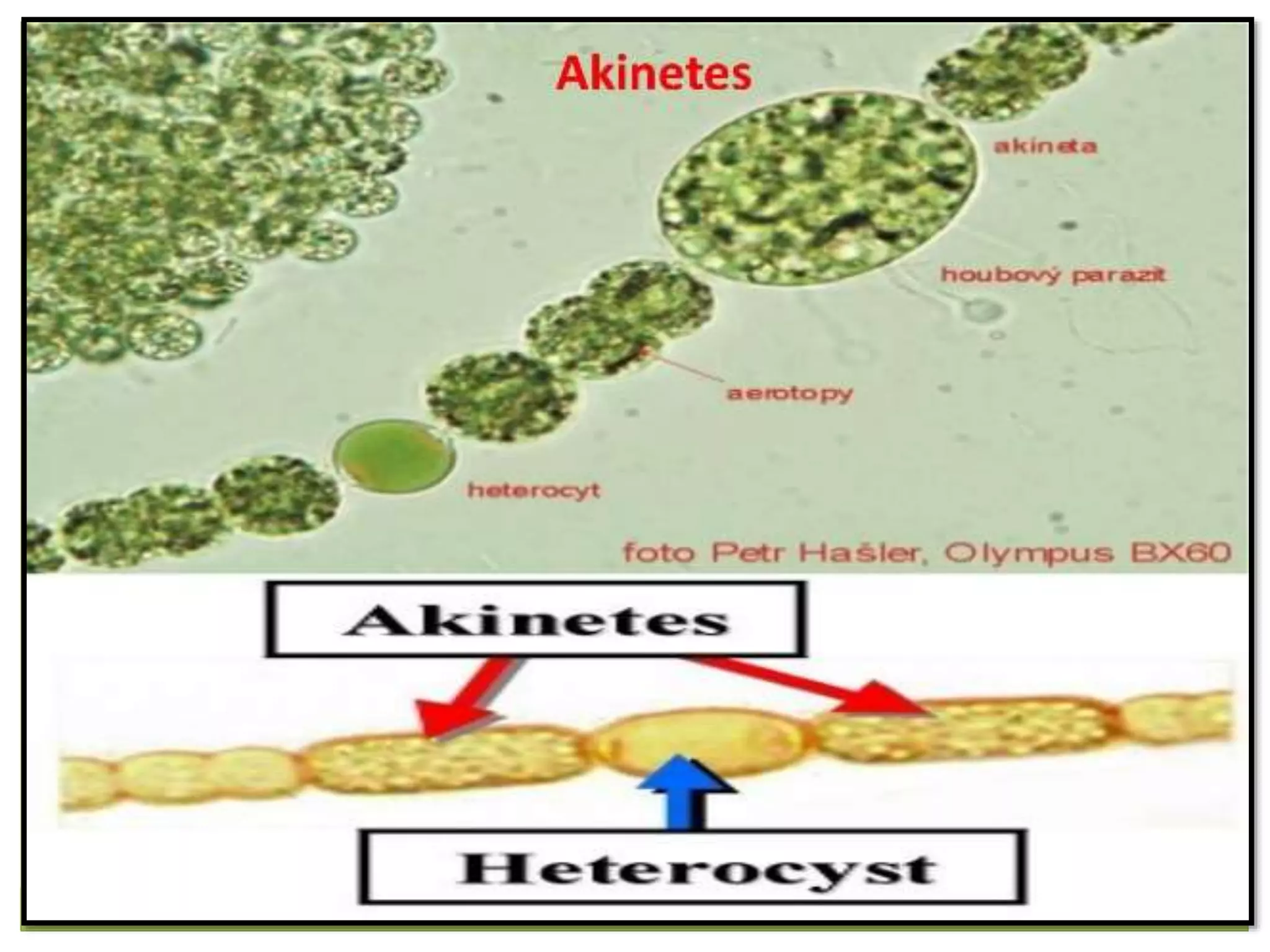 Reproduction in algae | PPTX