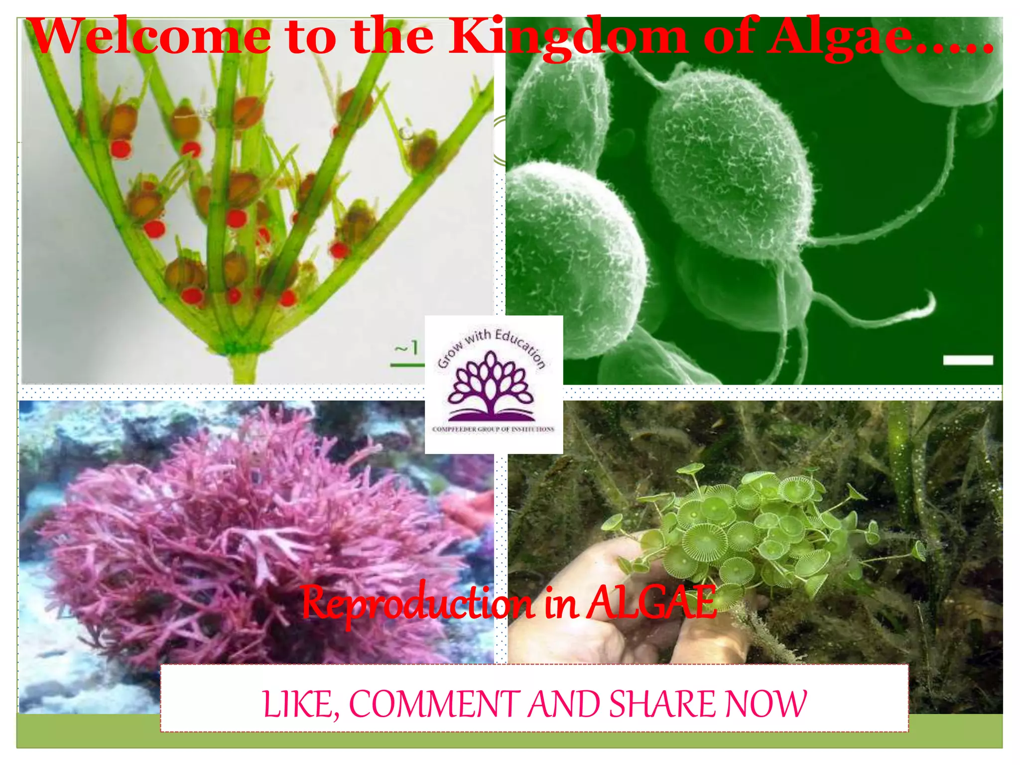 Reproduction in algae | PPTX