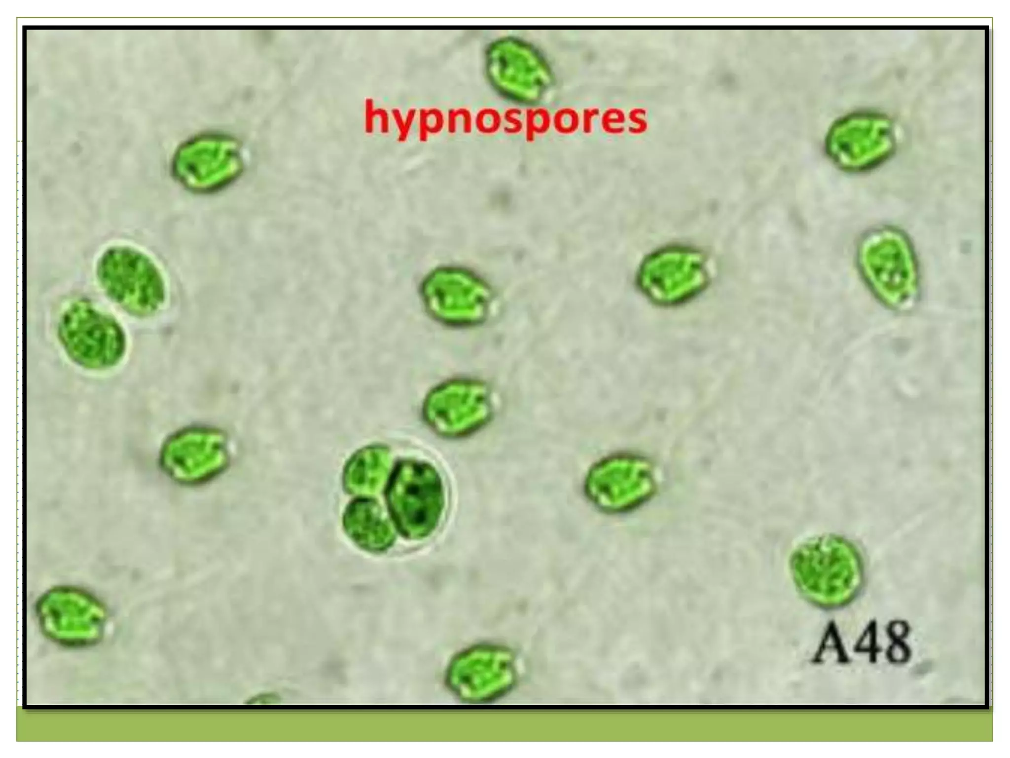 Reproduction in algae | PPTX
