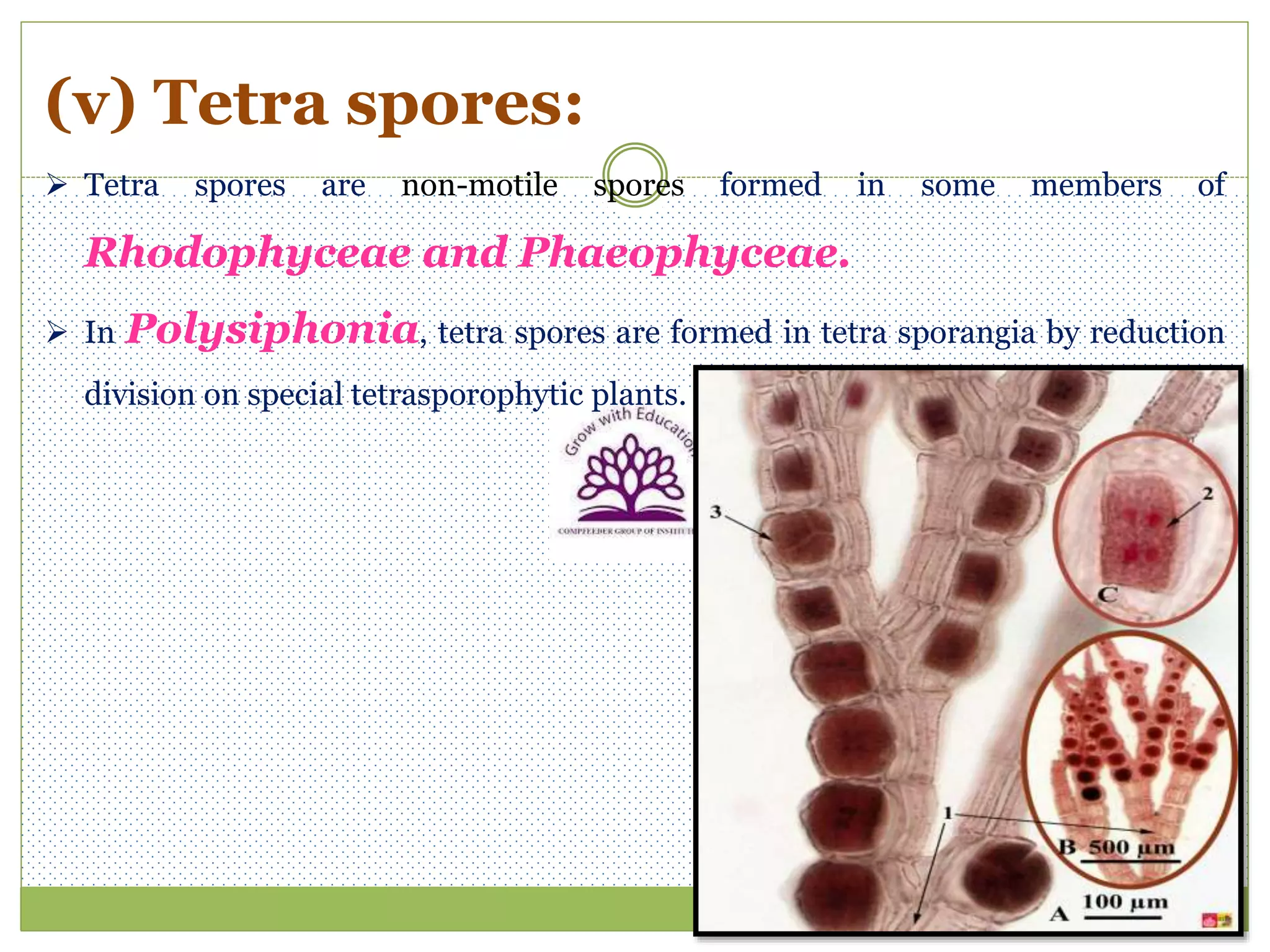 Reproduction in algae | PPTX