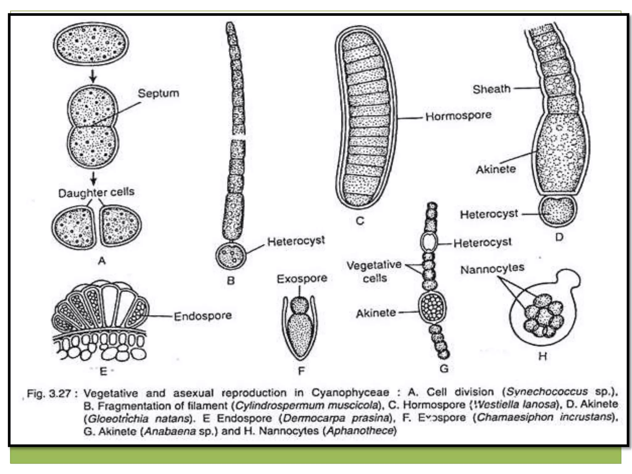Reproduction in algae | PPTX