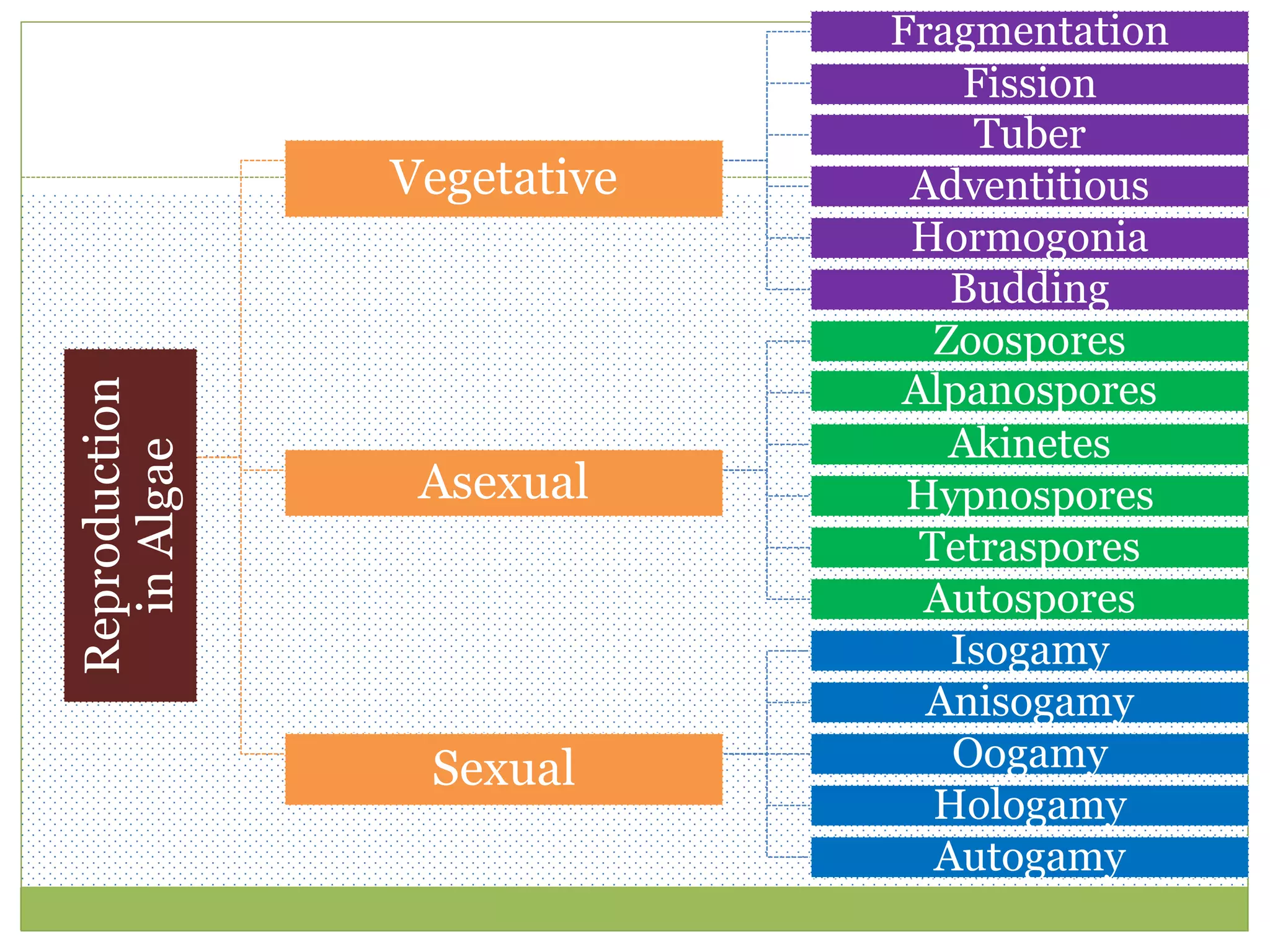 Reproduction in algae | PPTX