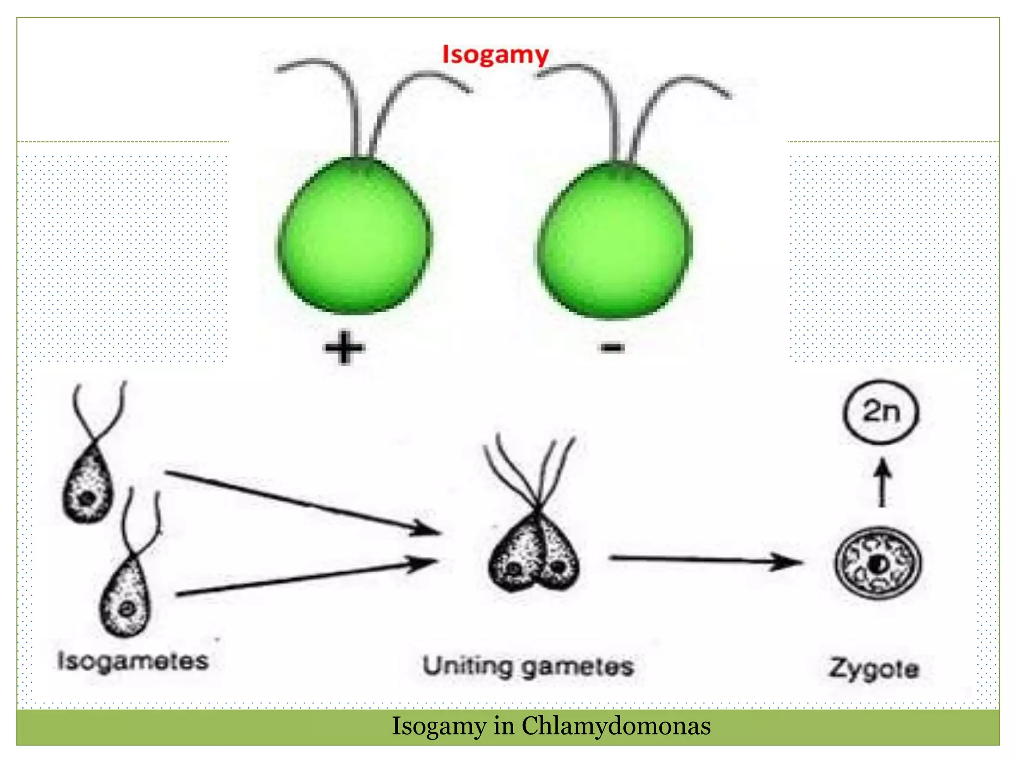 Reproduction in algae | PPTX | Infertility | Reproductive Health