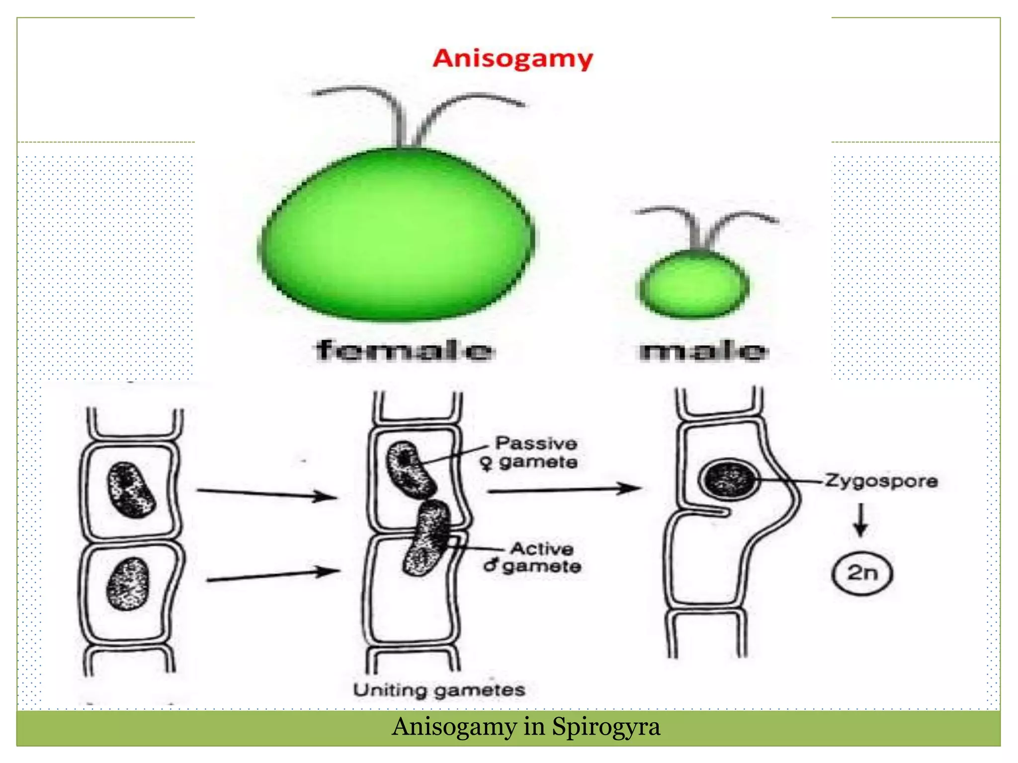 Reproduction in algae | PPTX