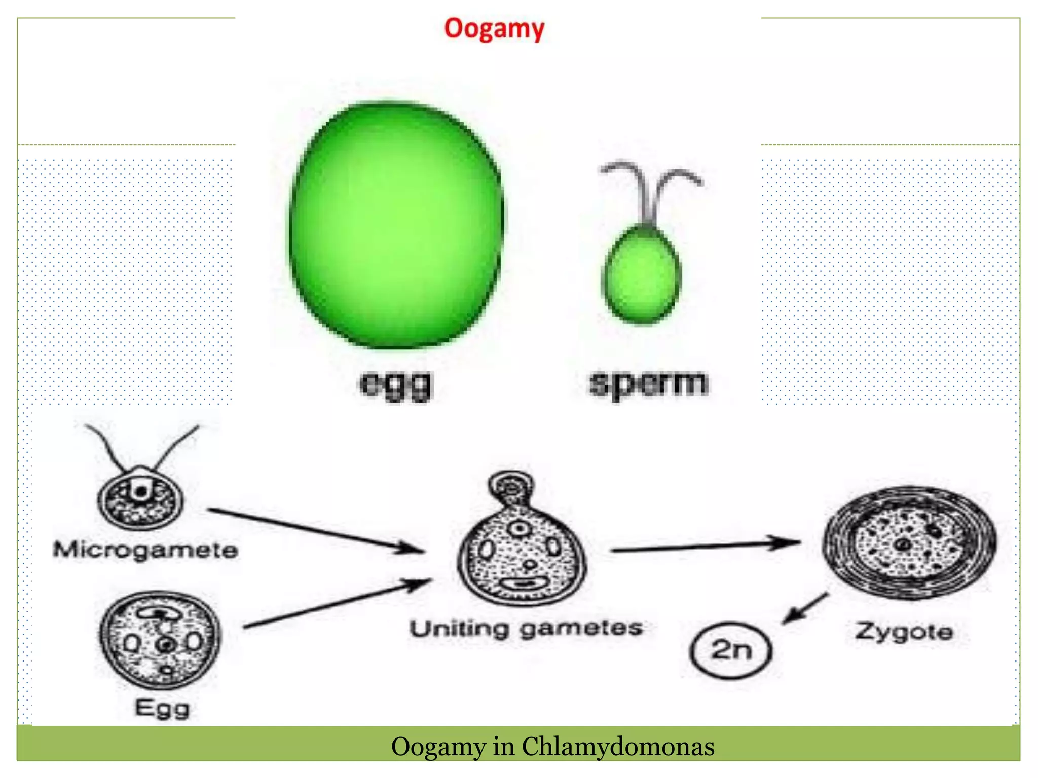 Reproduction in algae | PPTX