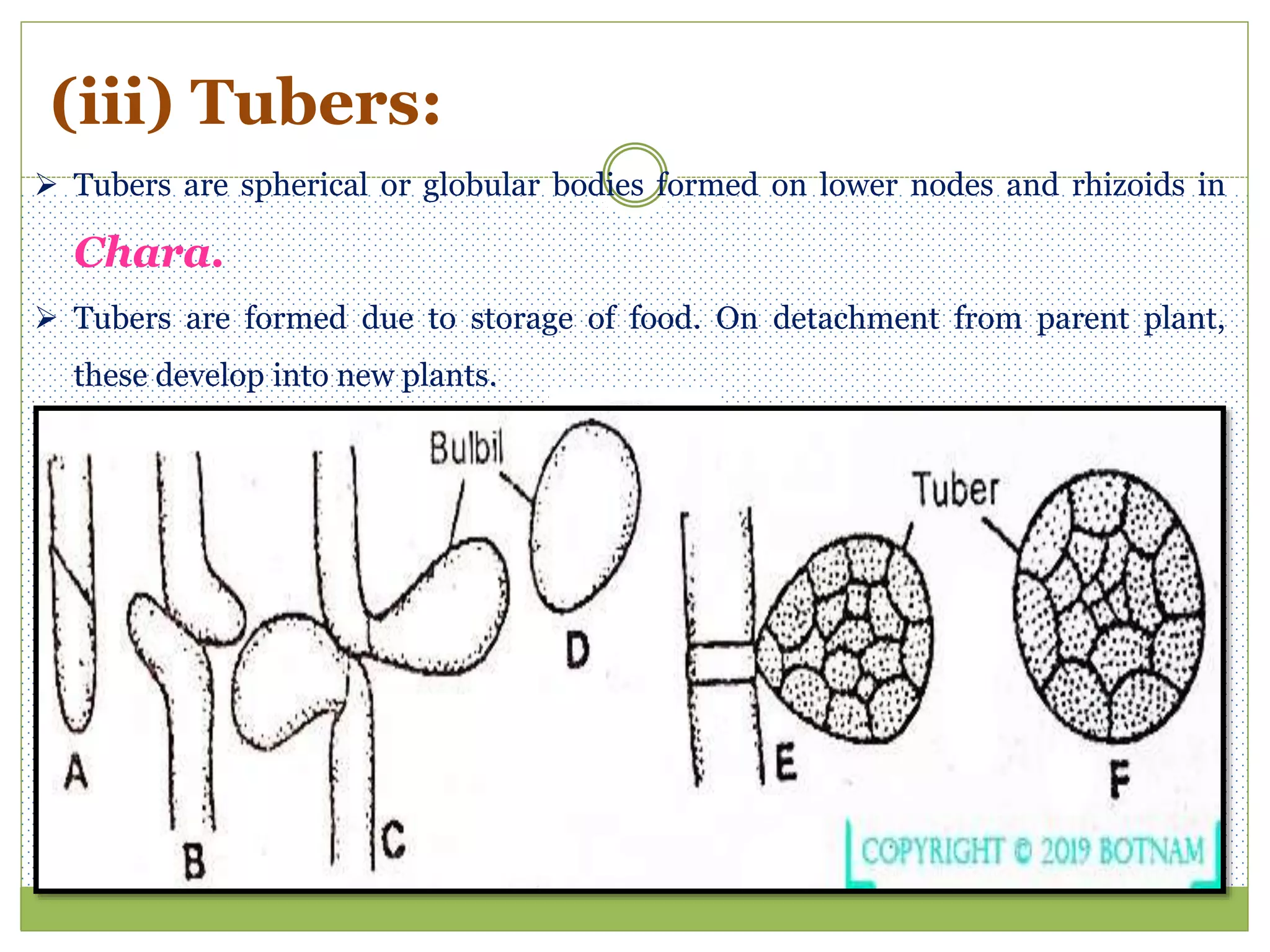 Reproduction in algae | PPTX