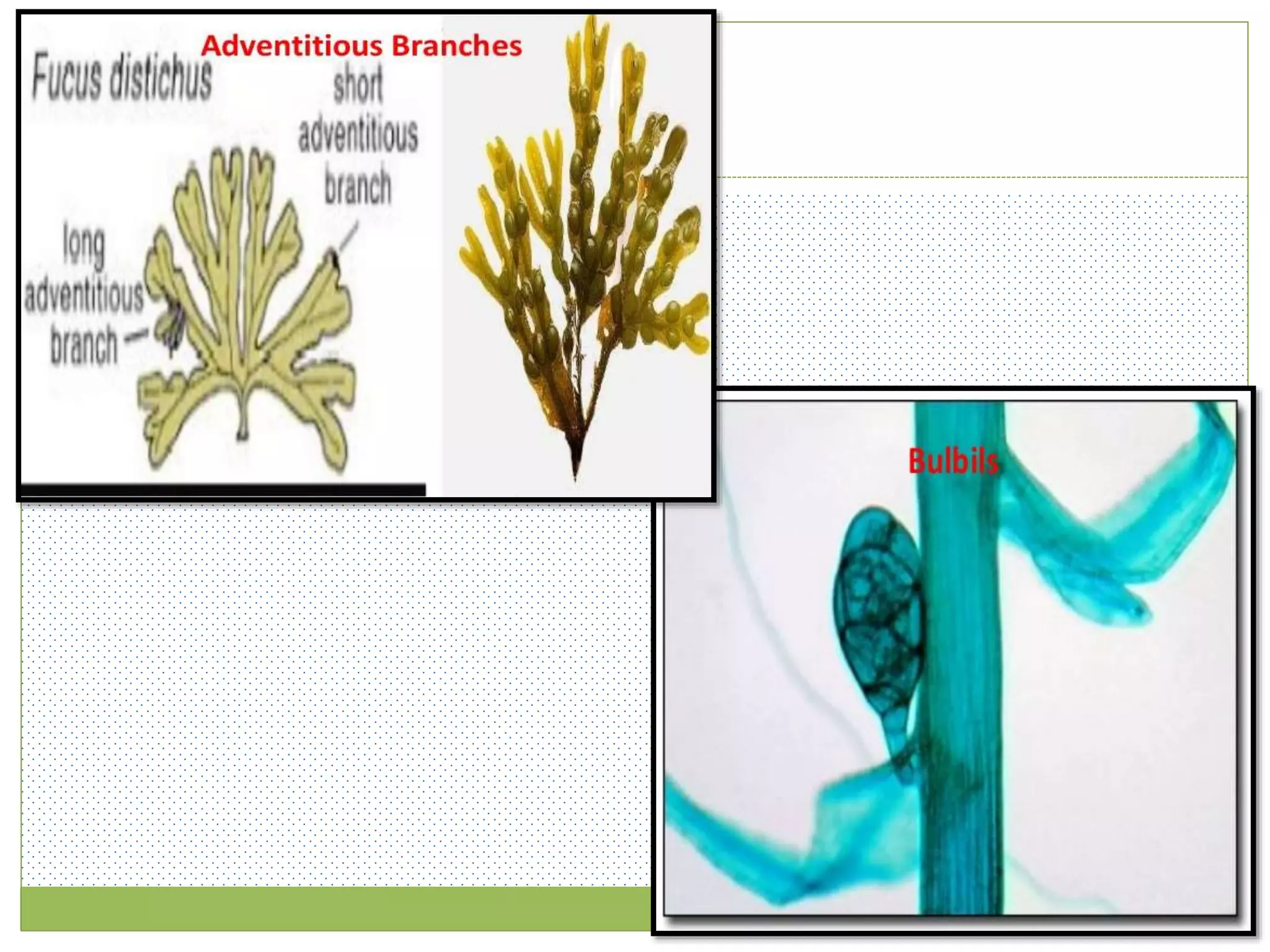 Reproduction in algae | PPTX