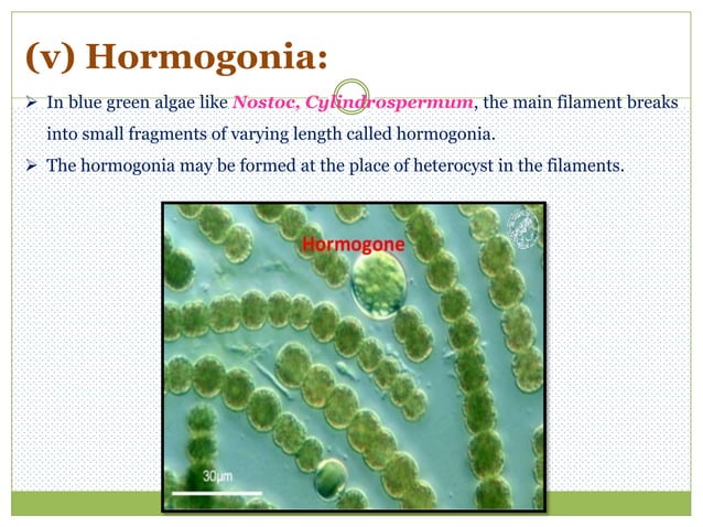 Reproduction in algae | PPTX | Infertility | Reproductive Health