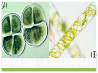 Reproduction in algae | PPTX