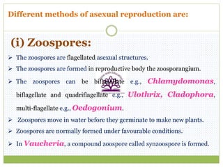 Reproduction in algae | PPTX