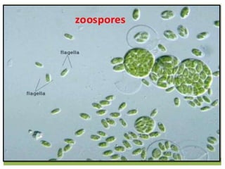 Reproduction in algae | PPTX