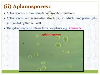 Reproduction in algae | PPTX