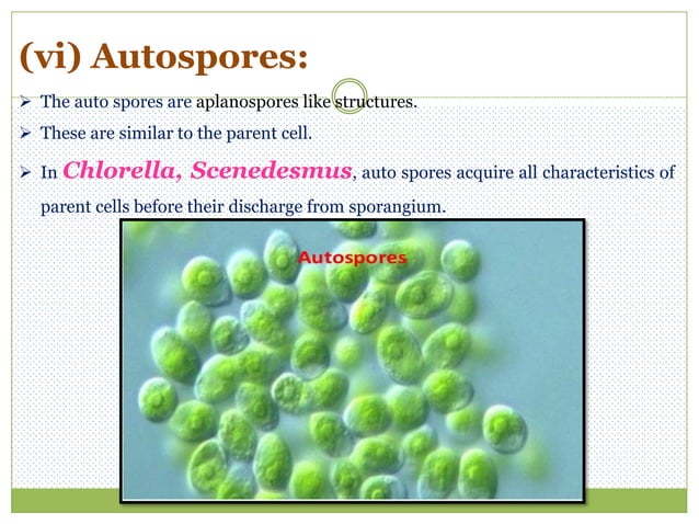 Reproduction in algae | PPTX | Infertility | Reproductive Health