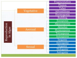 Reproduction in algae | PPTX