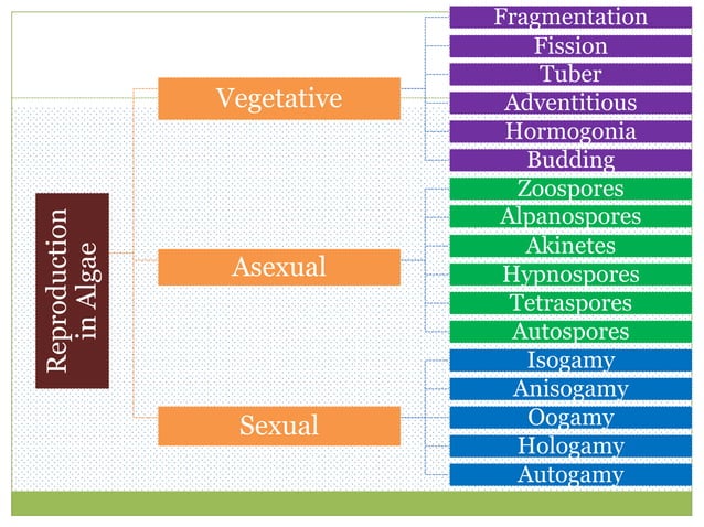 Reproduction In Algae Pptx Infertility Reproductive Health