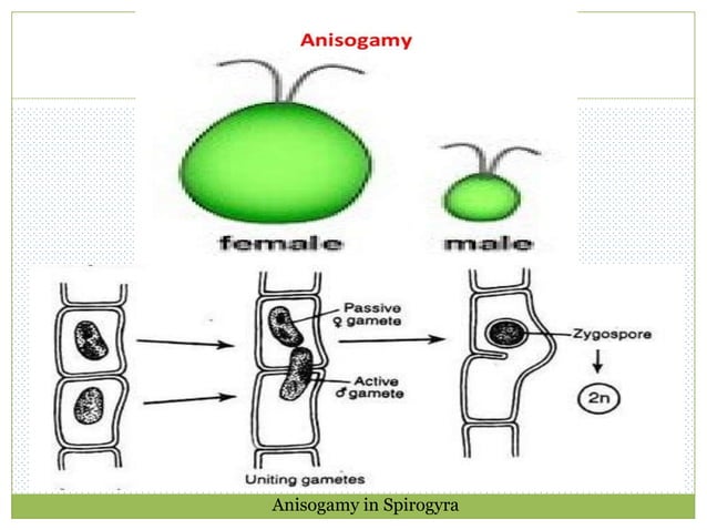 Reproduction in algae | PPTX | Infertility | Reproductive Health