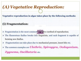 Reproduction in algae | PPTX | Infertility | Reproductive Health