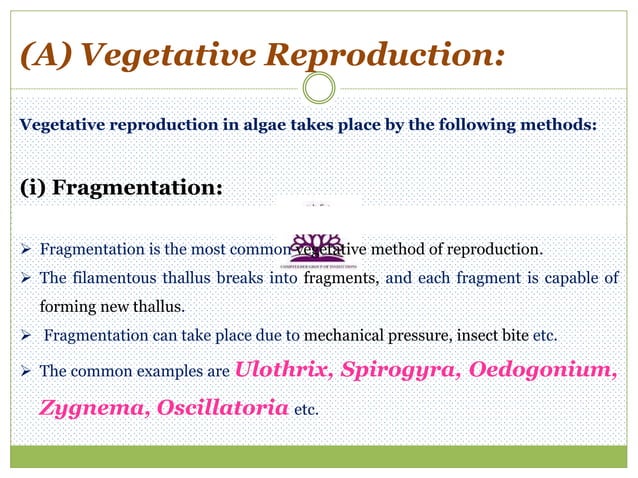 Reproduction in algae | PPTX | Infertility | Reproductive Health