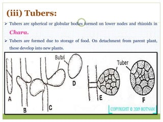 Reproduction in algae | PPTX