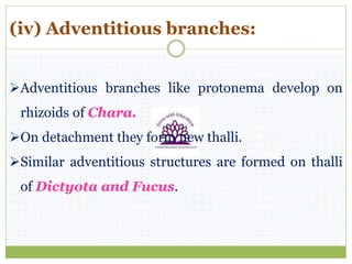 Reproduction in algae | PPTX