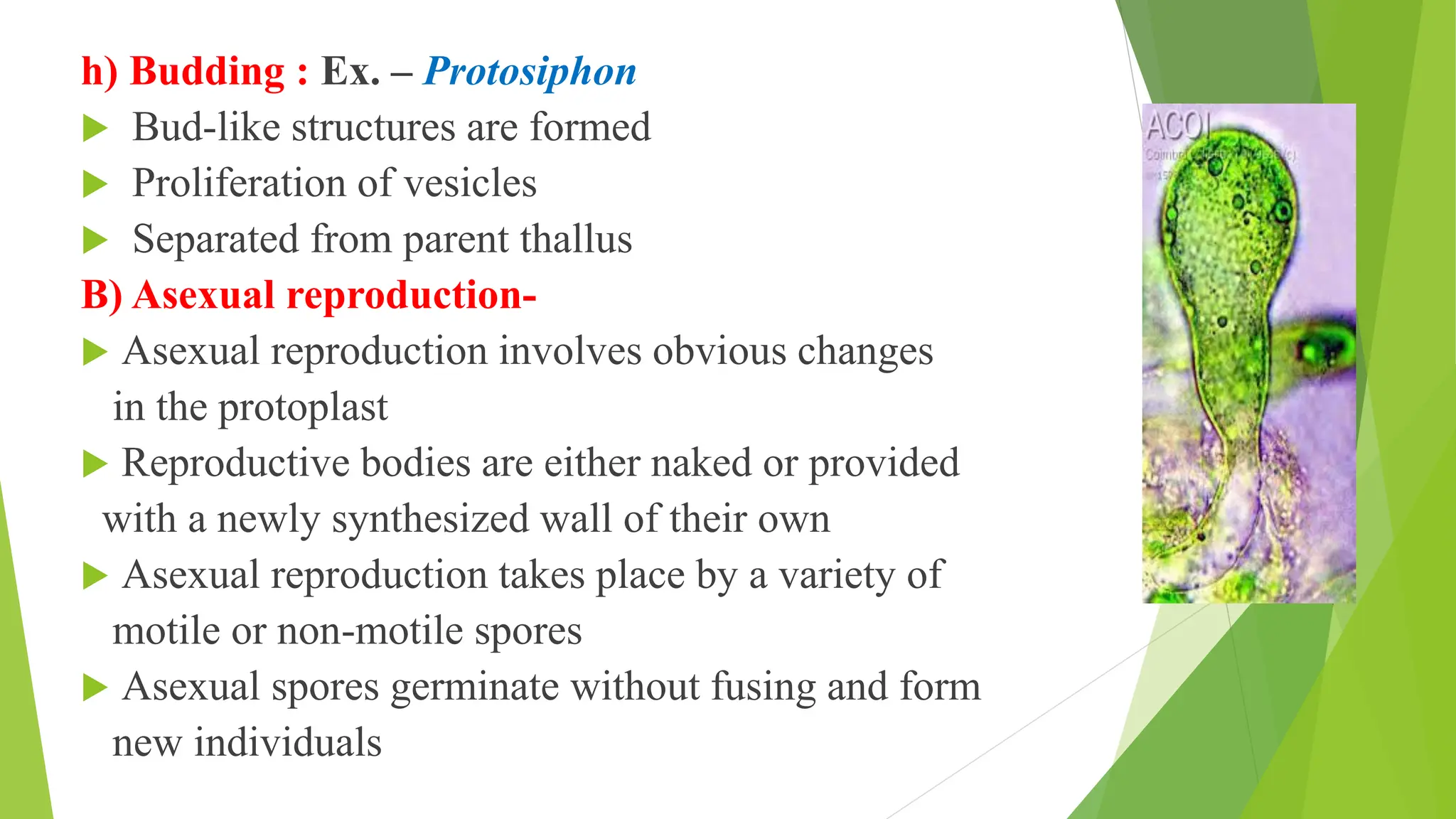 Reproduction in Algae By Dr. Neeraj Kumar Tiwari.pdf