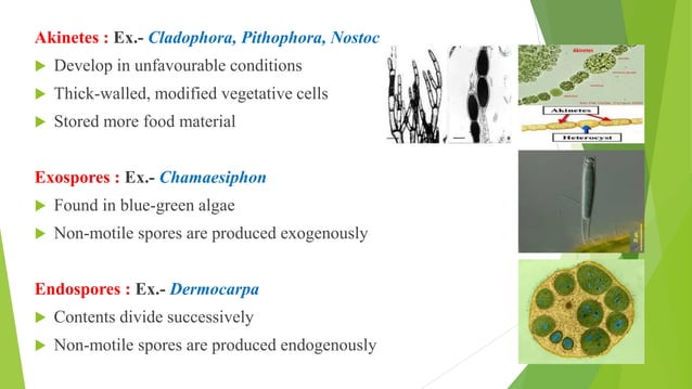 Reproduction in Algae By Dr. Neeraj Kumar Tiwari.pdf