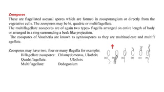 Reproduction in Algae (There are three types) | PPT