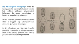 Reproduction in Algae (There are three types) | PPT