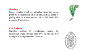Reproduction in Algae (There are three types) | PPTX