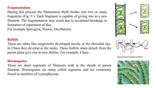 Reproduction in Algae (There are three types) | PPT