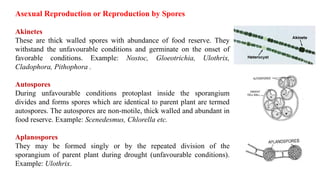 Reproduction in Algae (There are three types) | PPT