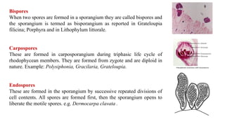 Reproduction in Algae (There are three types) | PPTX