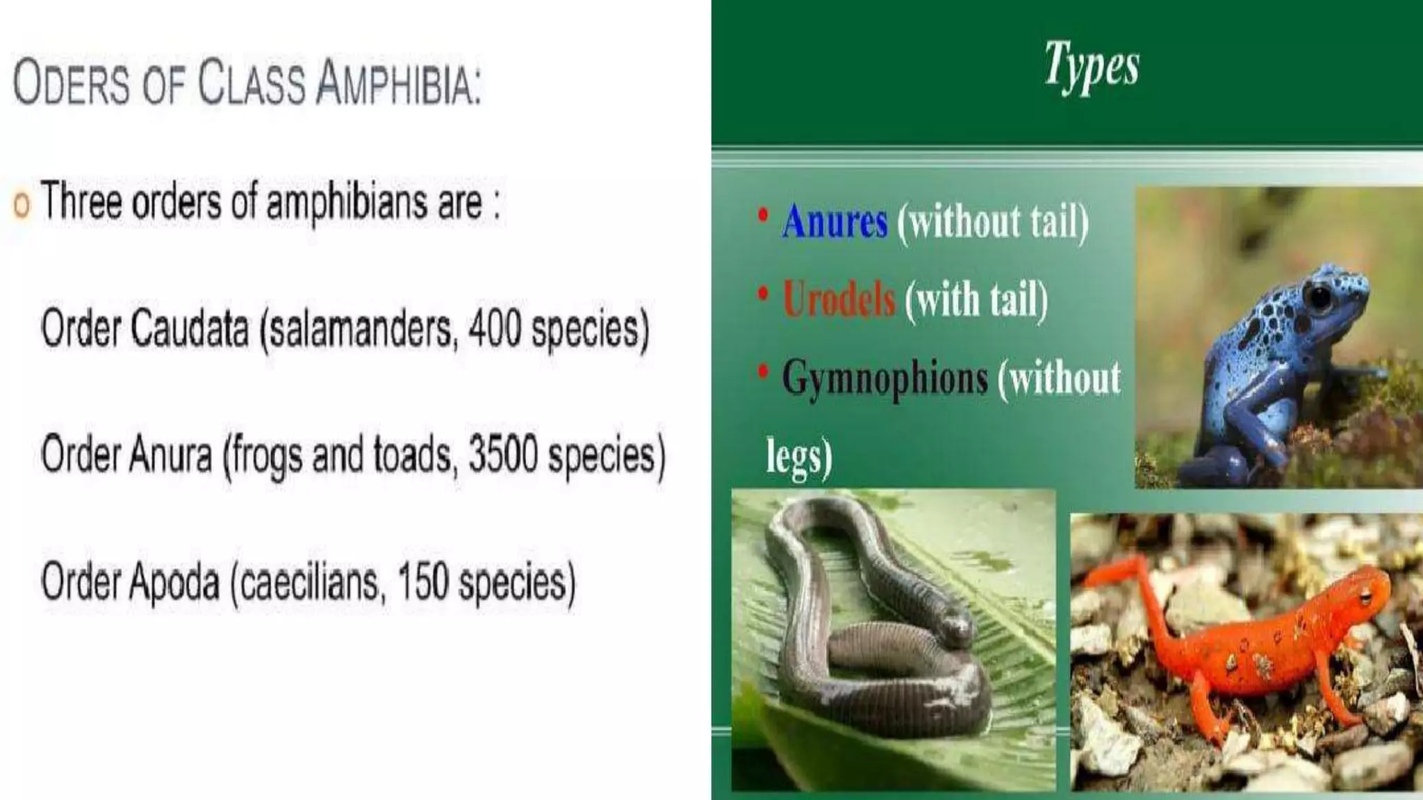 reproduction in amphibians...pptx